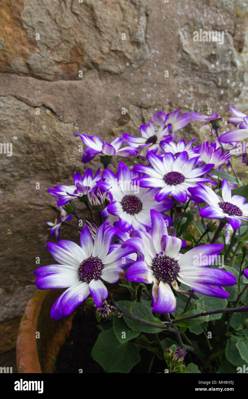 Pericallis plant senetti Banque de photographies et d’images à haute ...