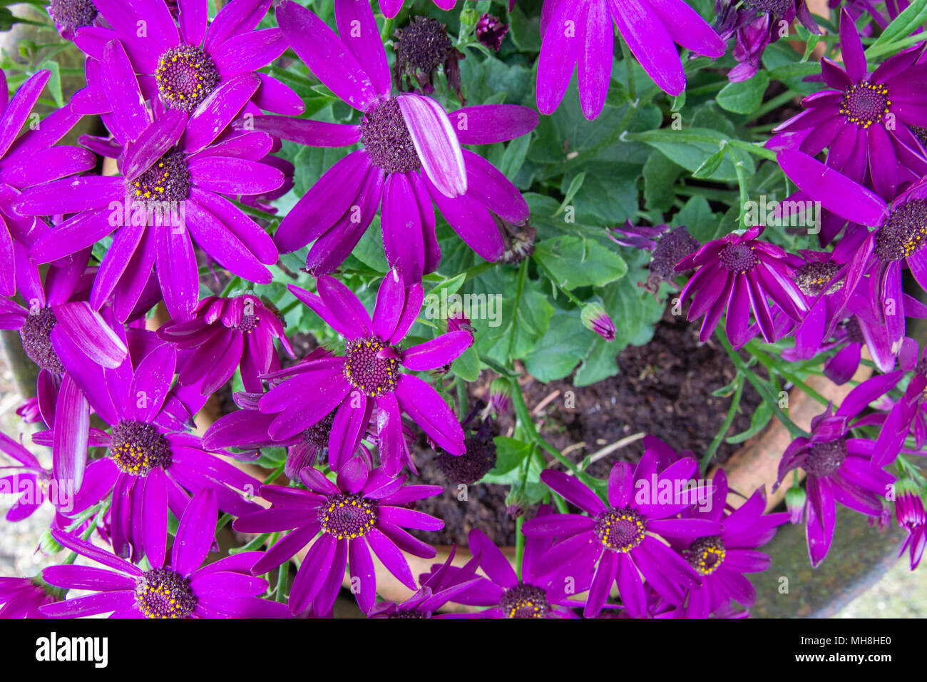Fleurs senetti Banque de photographies et d’images à haute résolution ...