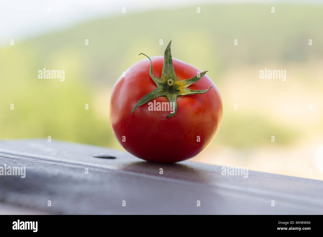 Racine de tomate Banque de photographies et d’images à haute résolution ...