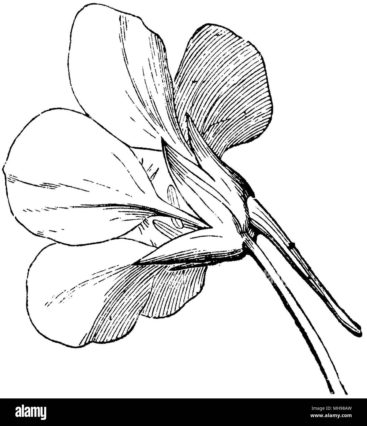 Indian cress tropaeolum majus Banque d'images noir et blanc - Alamy