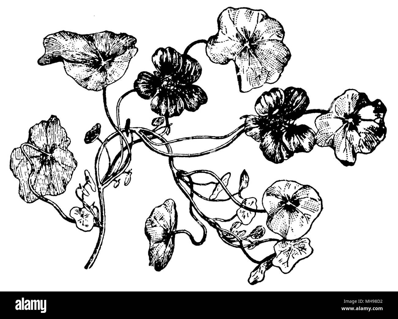 Indian cress tropaeolum majus Banque d'images noir et blanc - Alamy
