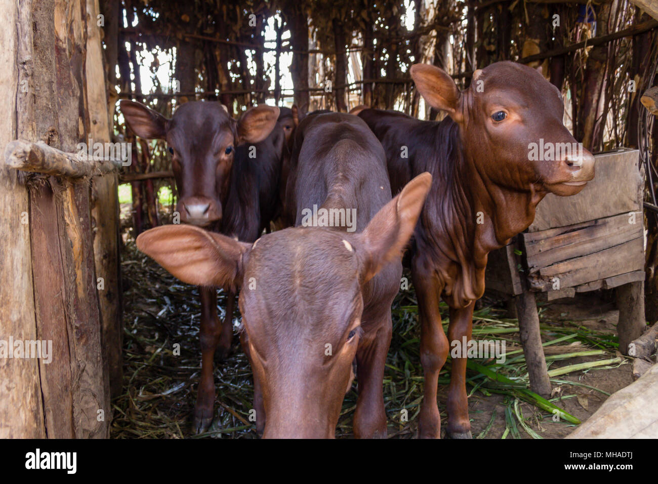 Vache africaine Banque de photographies et d’images à haute résolution ...