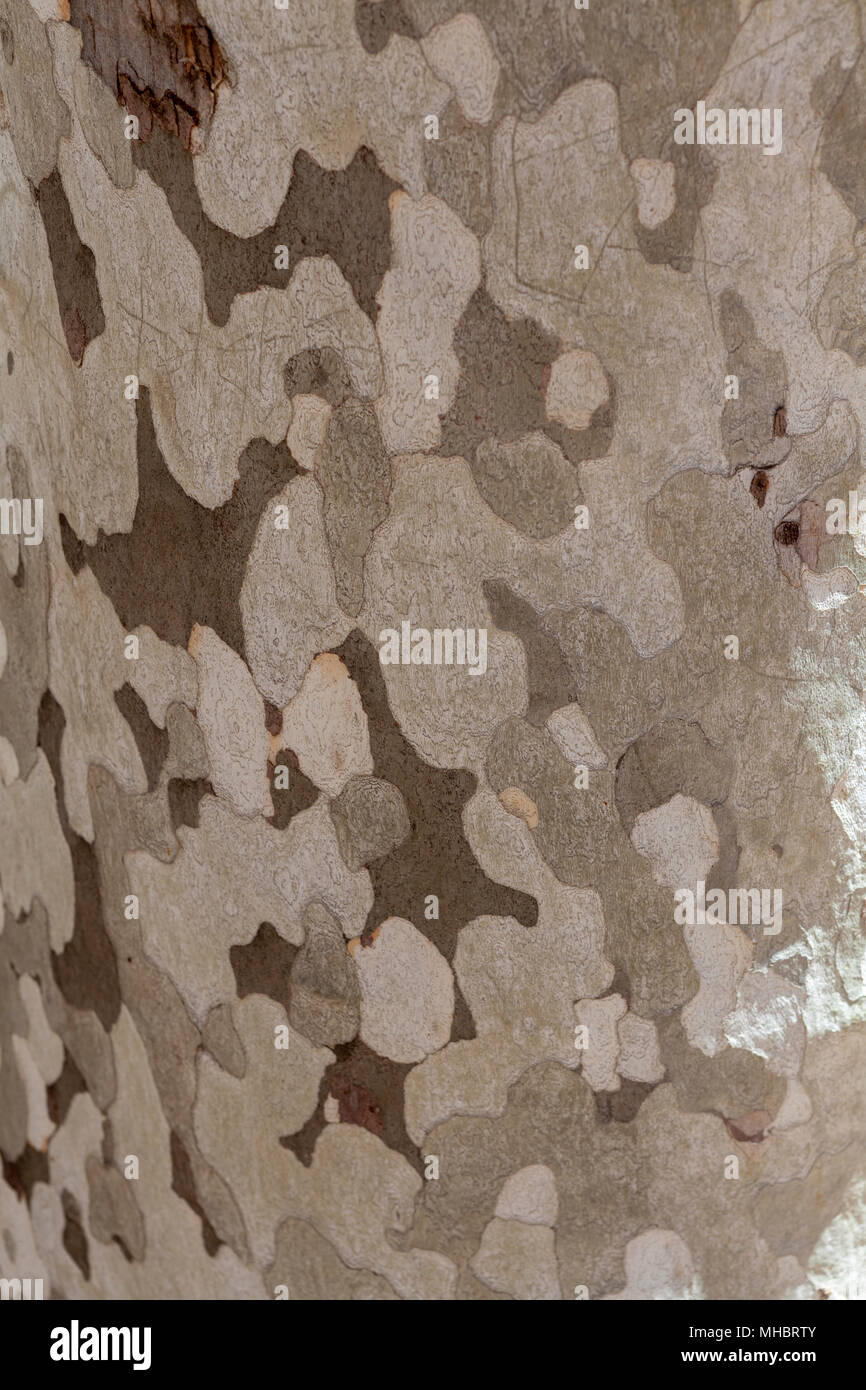 Platanus wrightii Banque de photographies et d’images à haute ...