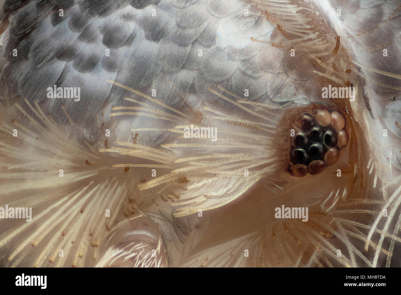 Silverfish fish Banque de photographies et d’images à haute résolution ...