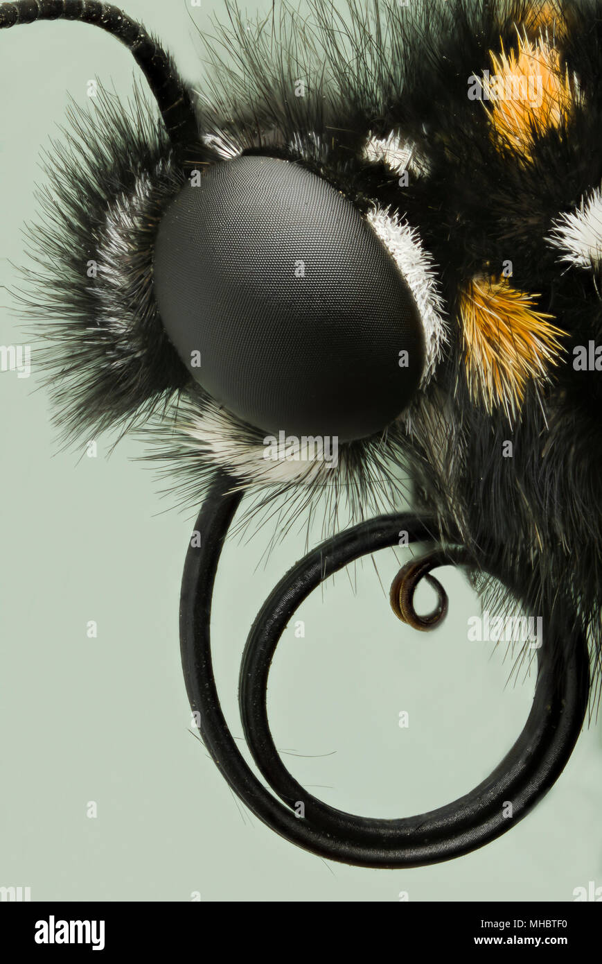 Macrophoto papillon Banque de photographies et d’images à haute ...