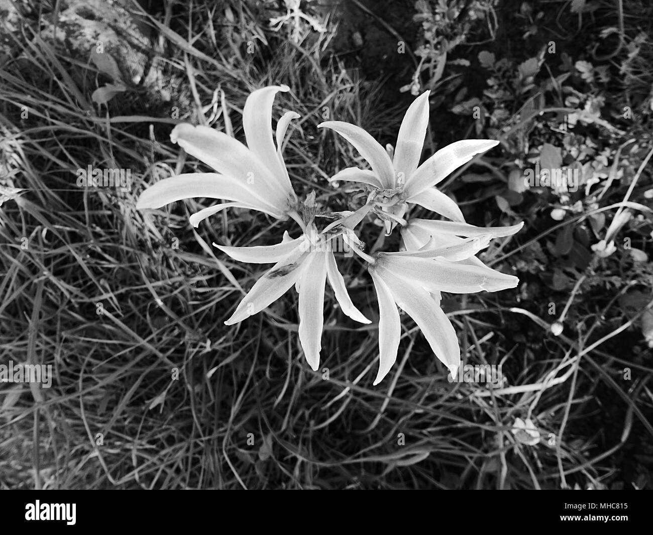 Fleur blanche sauvage Banque d'images noir et blanc - Alamy