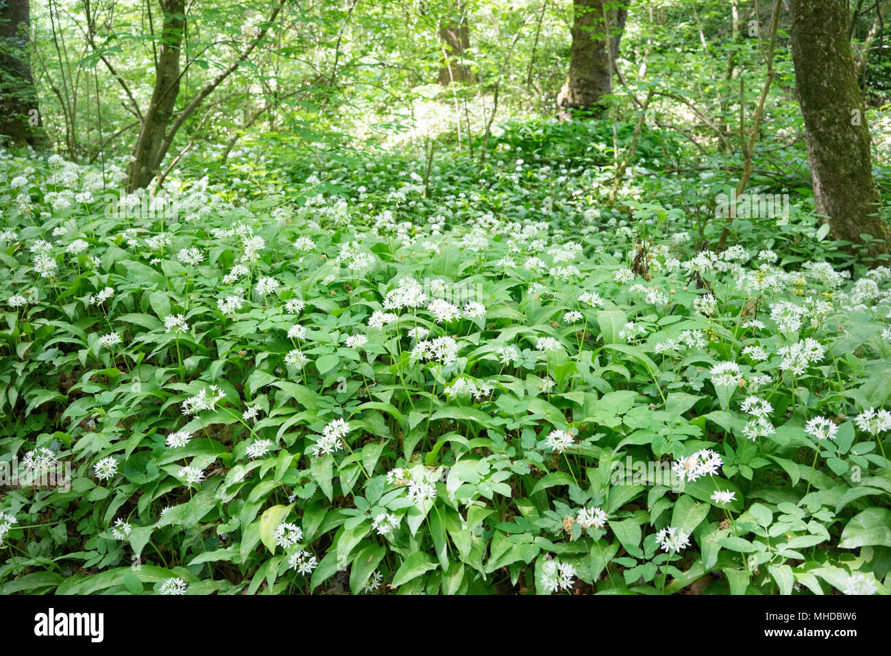Fleurs foret Banque de photographies et d’images à haute résolution - Alamy