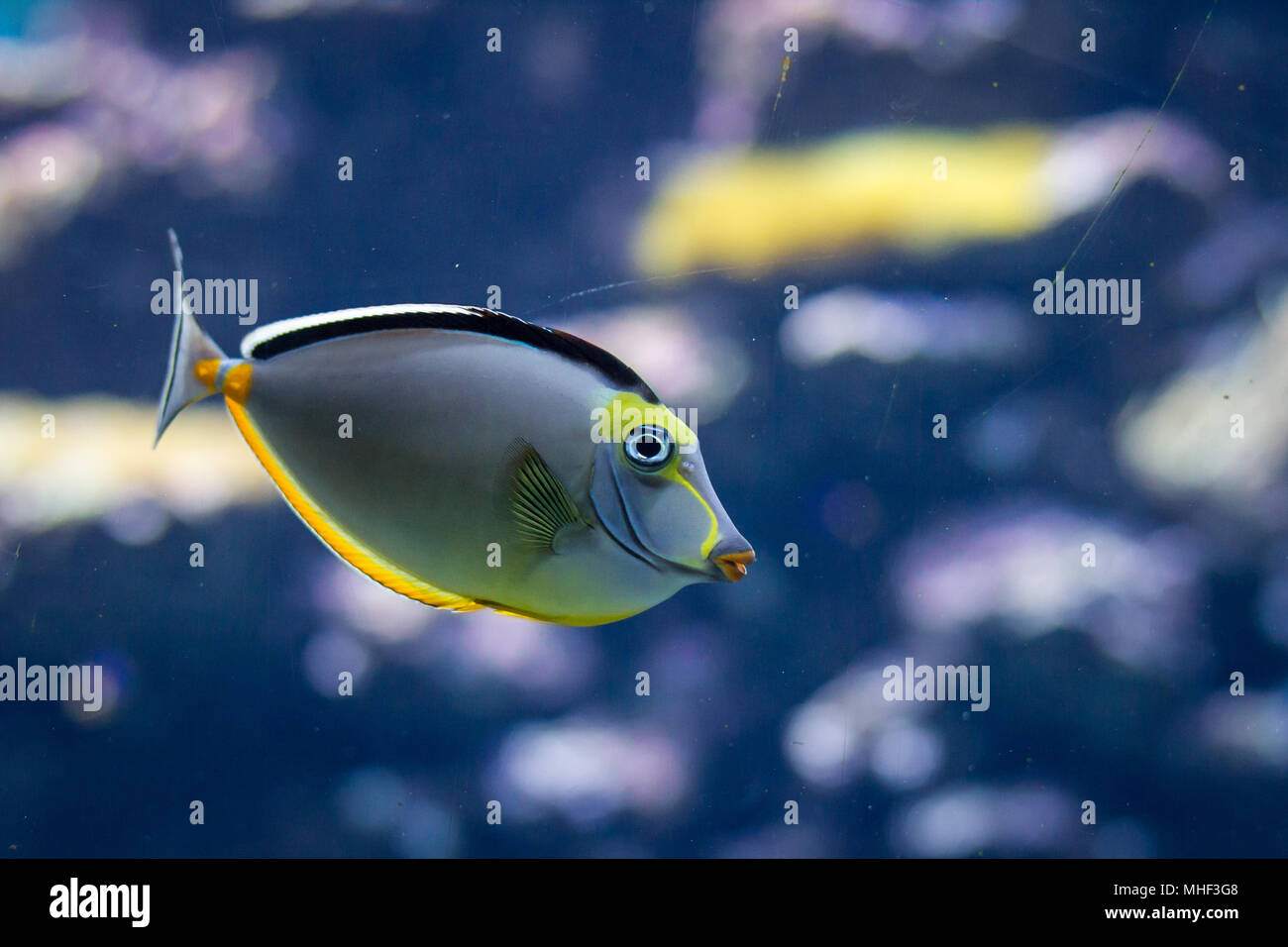 Poissons Le Poisson Banque d'image et photos - Alamy