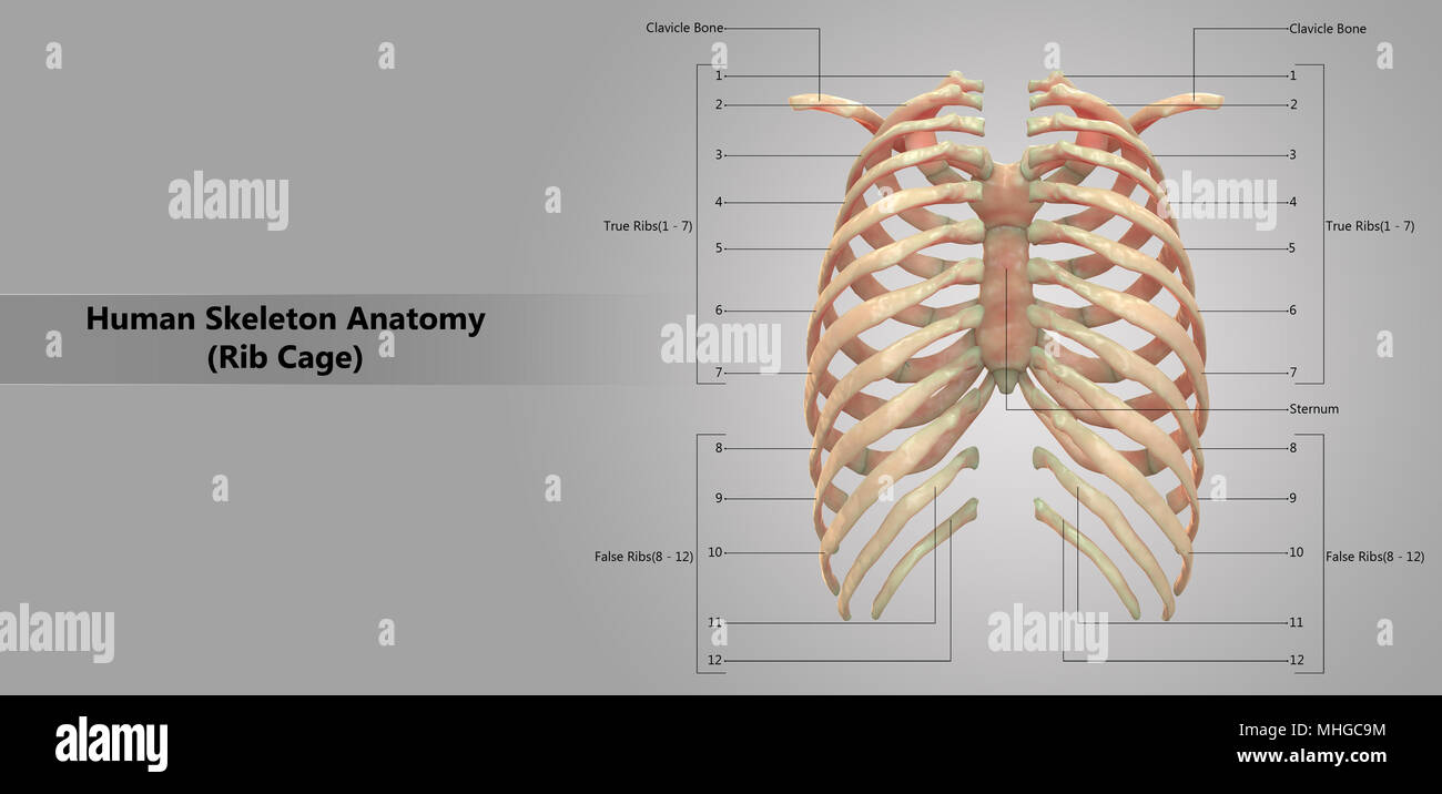 Système de squelette de la cage thoracique avec l'anatomie de la ...