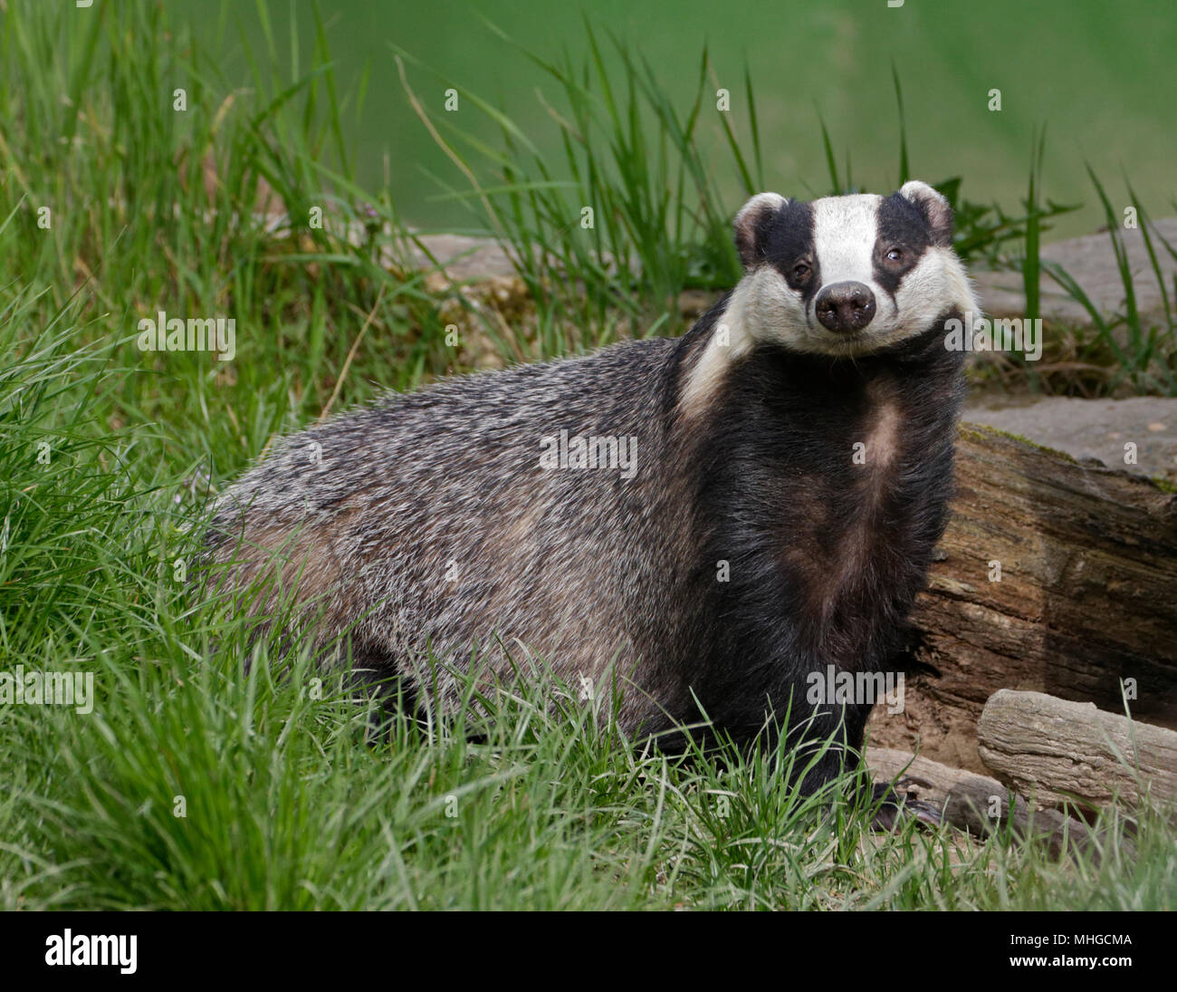 Meles meles Banque de photographies et d’images à haute résolution - Alamy
