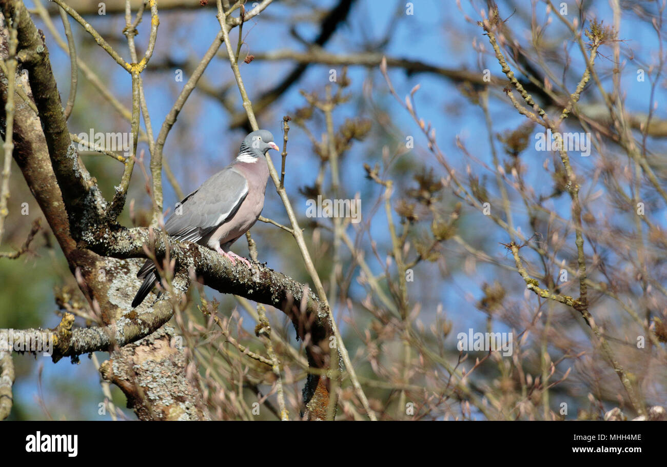 Plumes de pigeon ramier Banque de photographies et d’images à haute ...