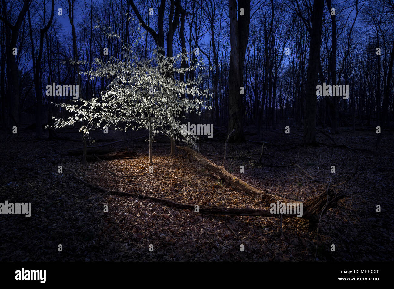 White beech tree Banque de photographies et d’images à haute résolution ...