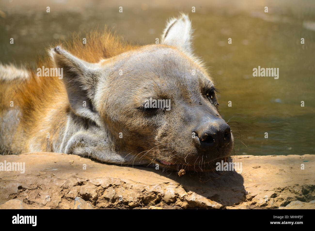 Hyena Face Banque d'image et photos - Alamy