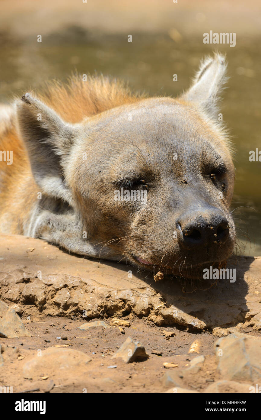 Hyena Face Banque d'image et photos - Alamy