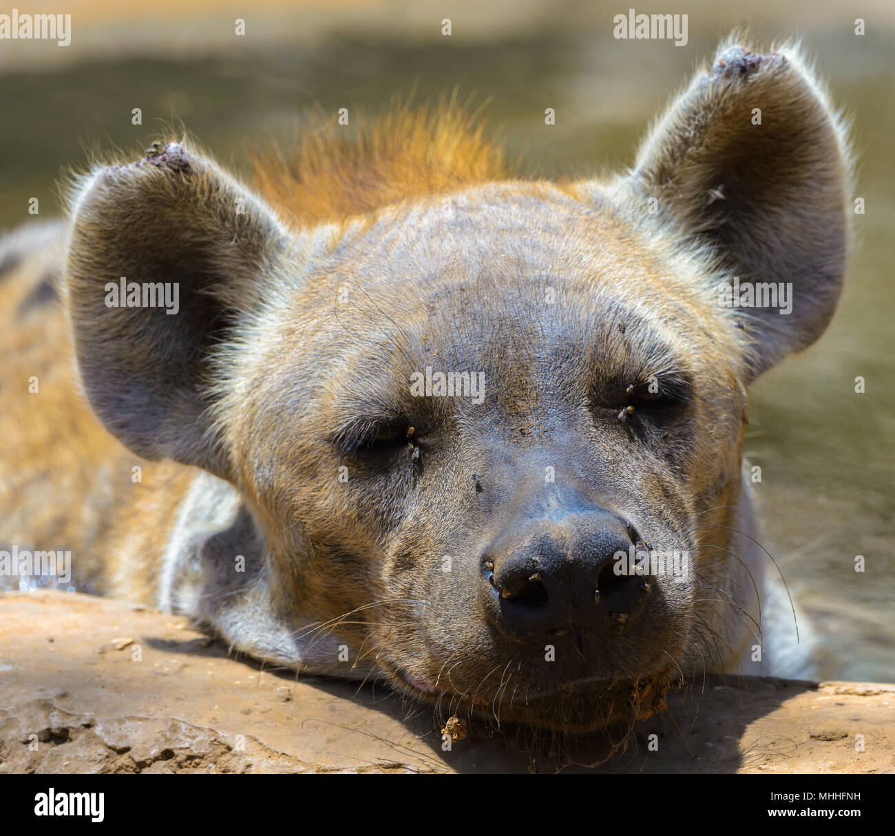 Hyena face Banque de photographies et d’images à haute résolution - Alamy