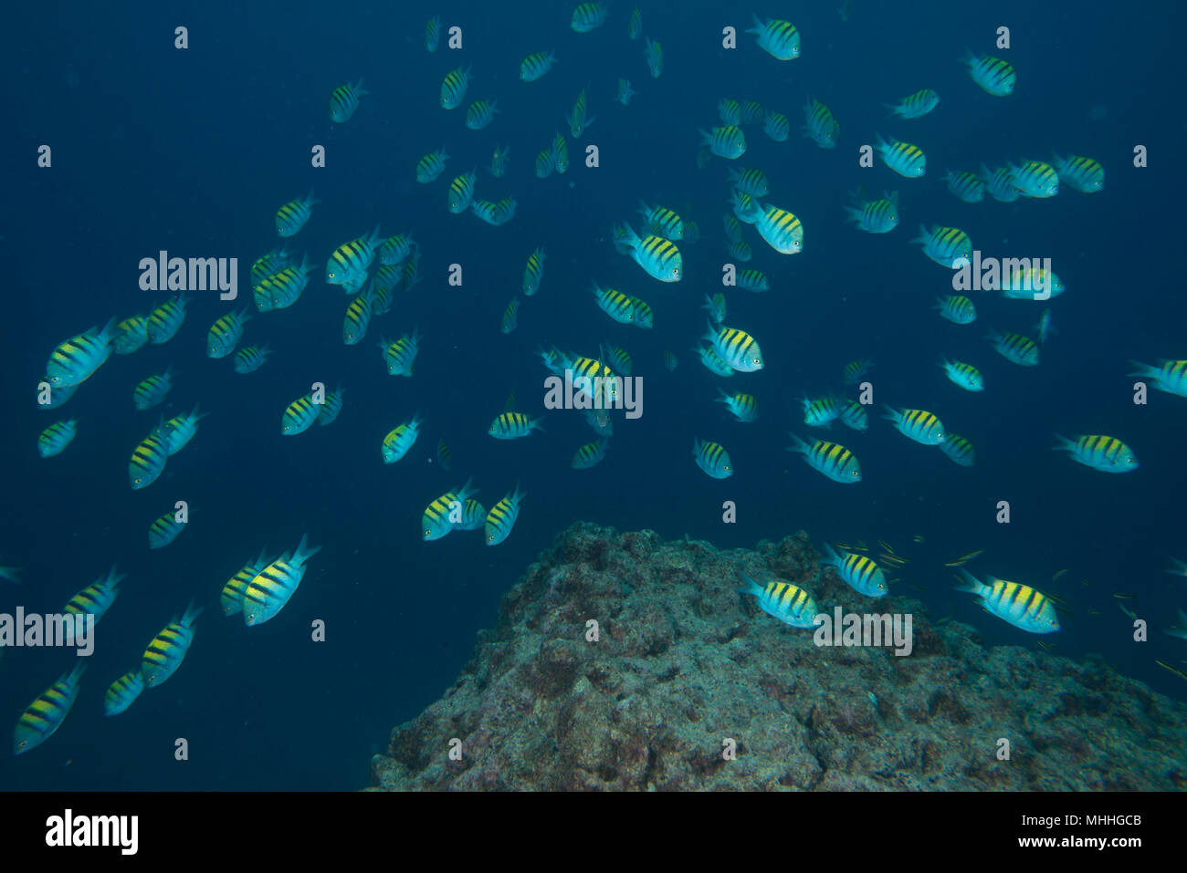 Poisson pilote jaune Banque de photographies et d’images à haute ...