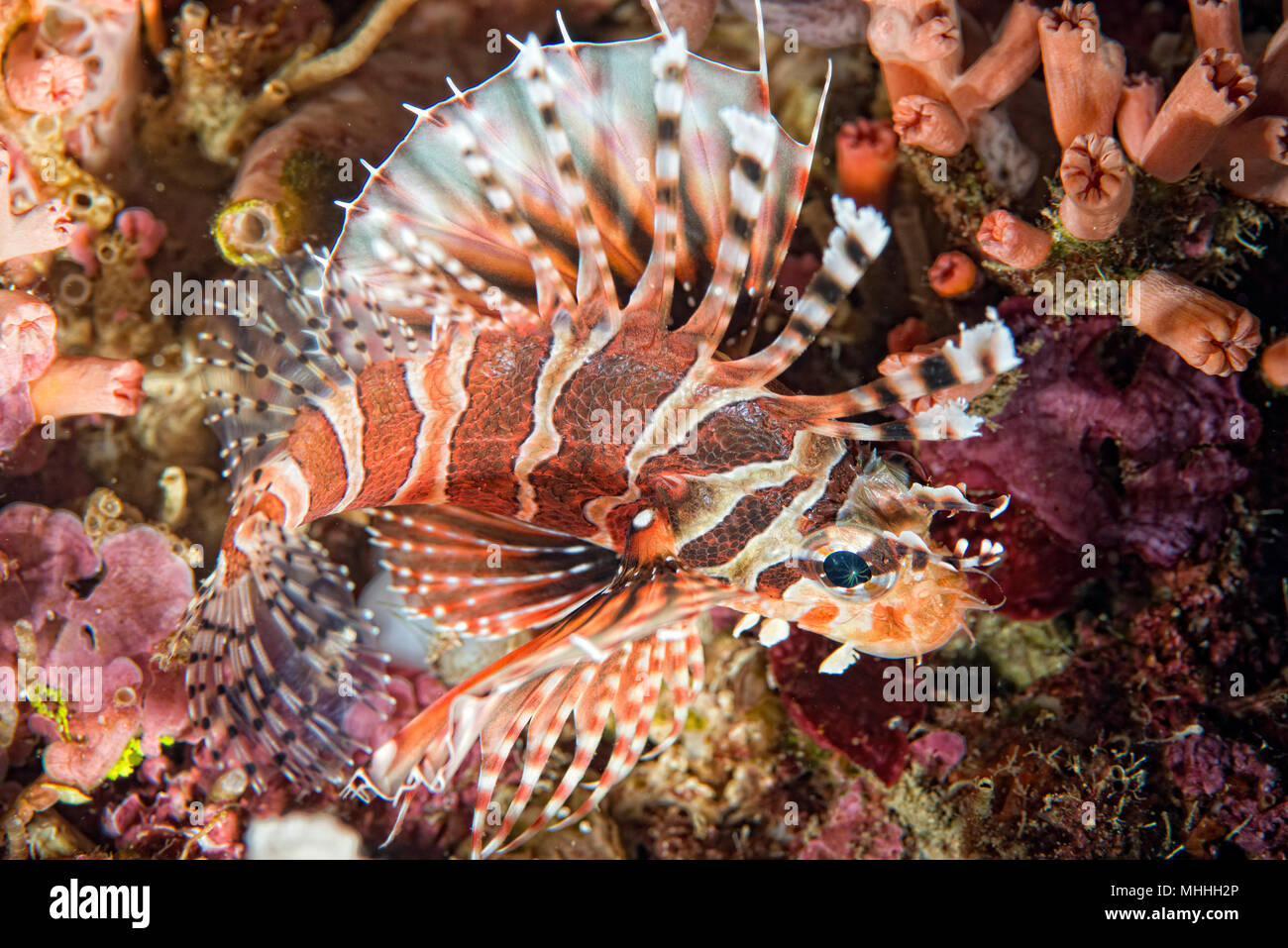Poisson scorpion d'eau profonde rouge Banque de photographies et d ...