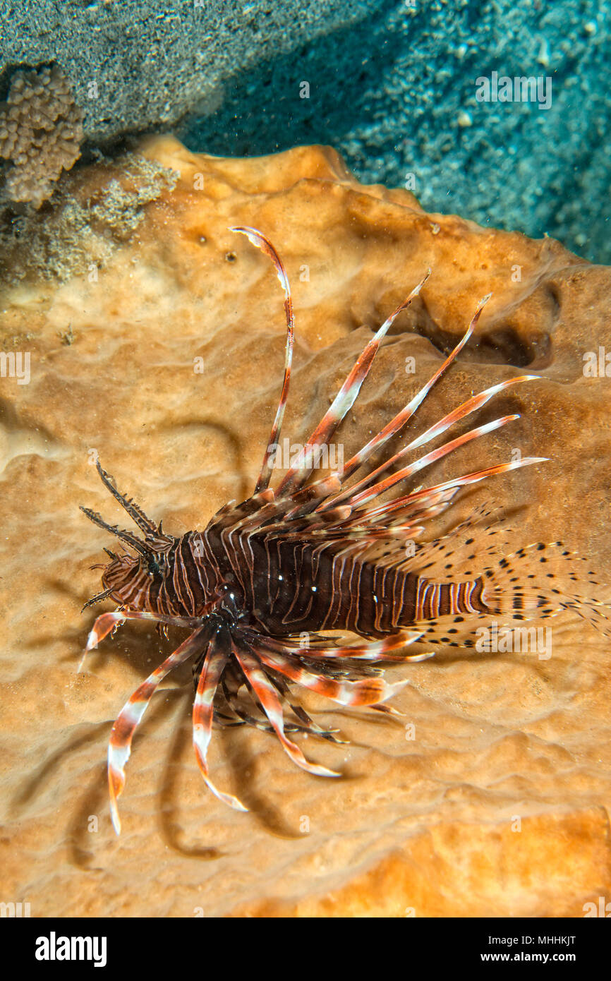 Poisson scorpion d'eau profonde rouge Banque de photographies et d ...