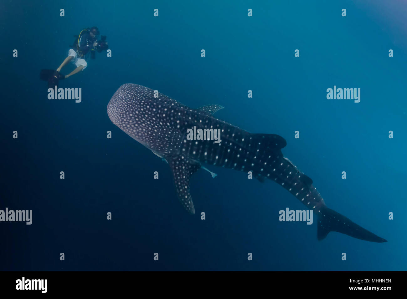 Requin baleine approchant Banque de photographies et d’images à haute ...