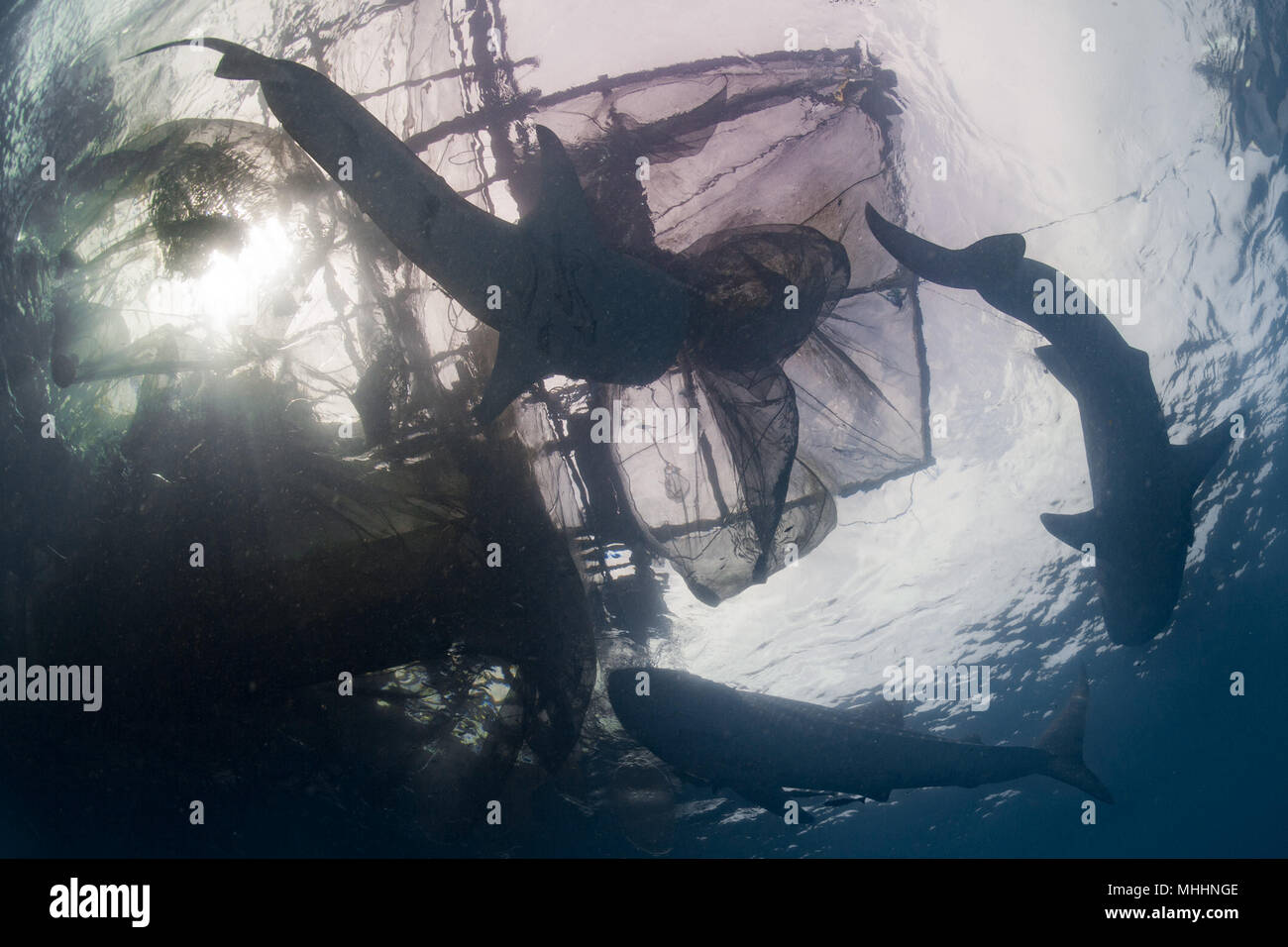 Requin-baleine à l'approche d'un filet de pêche sous-marine en mangeant ...