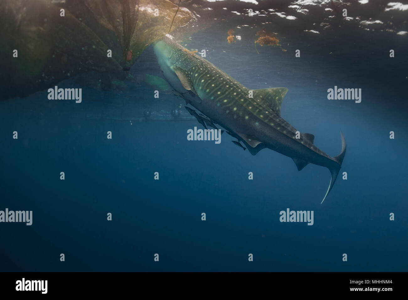 Requin-baleine à l'approche d'un filet de pêche sous-marine en mangeant ...