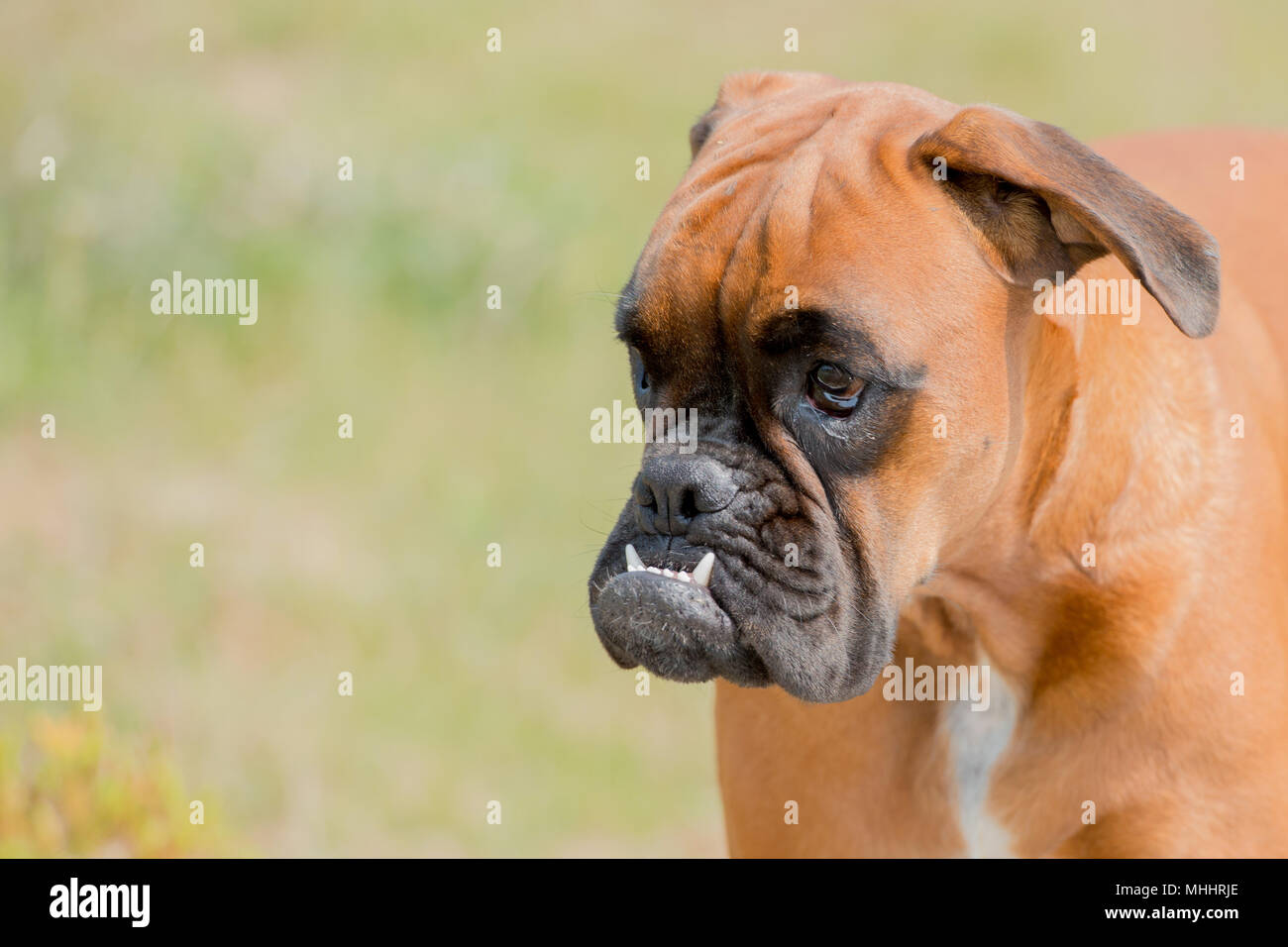 Jeune chiot Boxer chien tout en vous regardant Photo Stock - Alamy