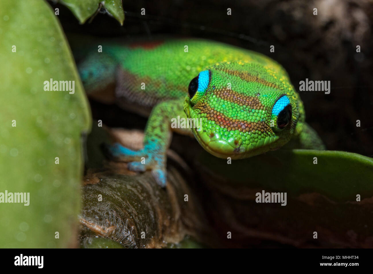Gecko diurne à queue bleue Banque de photographies et d’images à haute ...