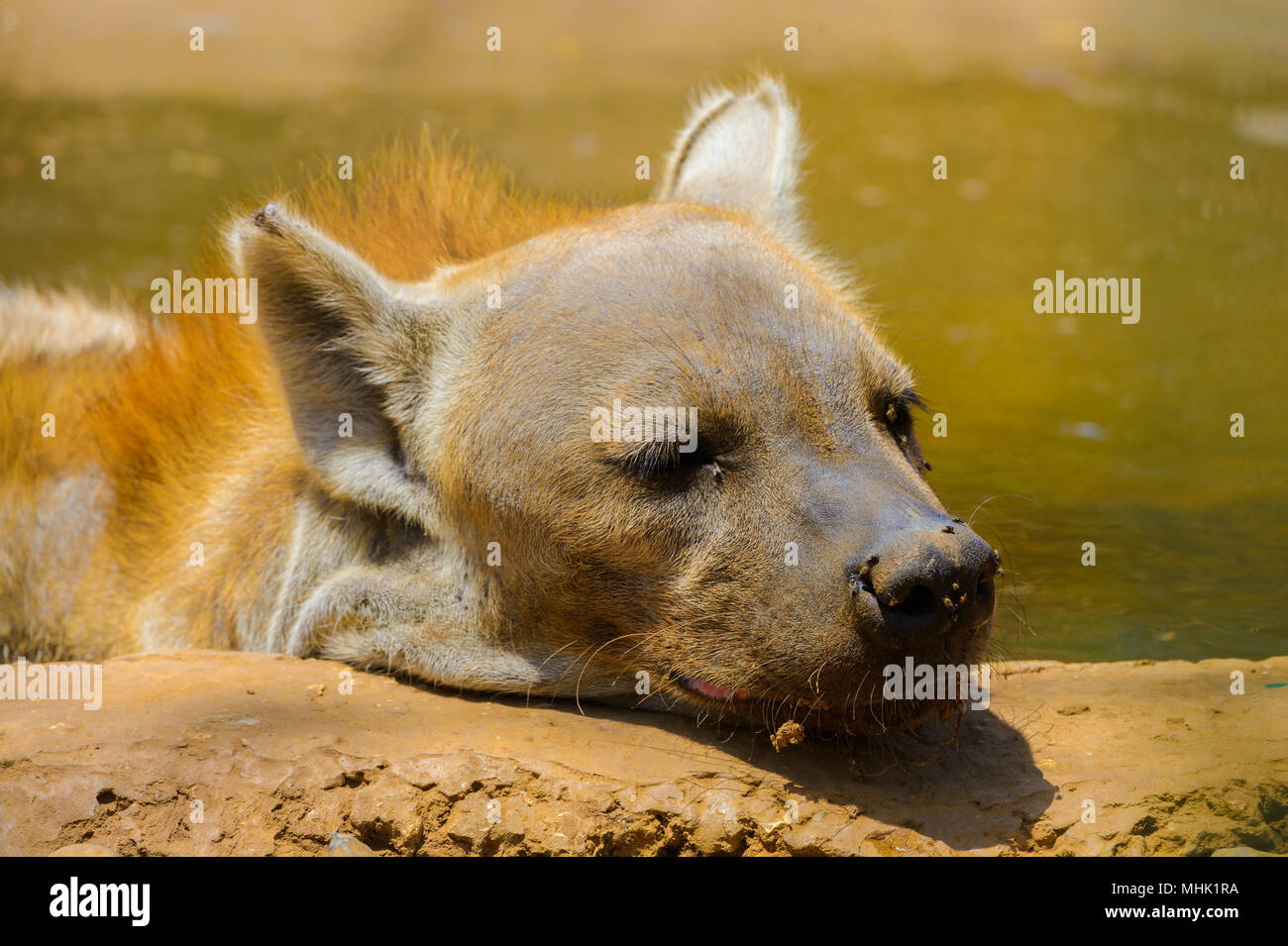 Hyena Face Banque d'image et photos - Alamy