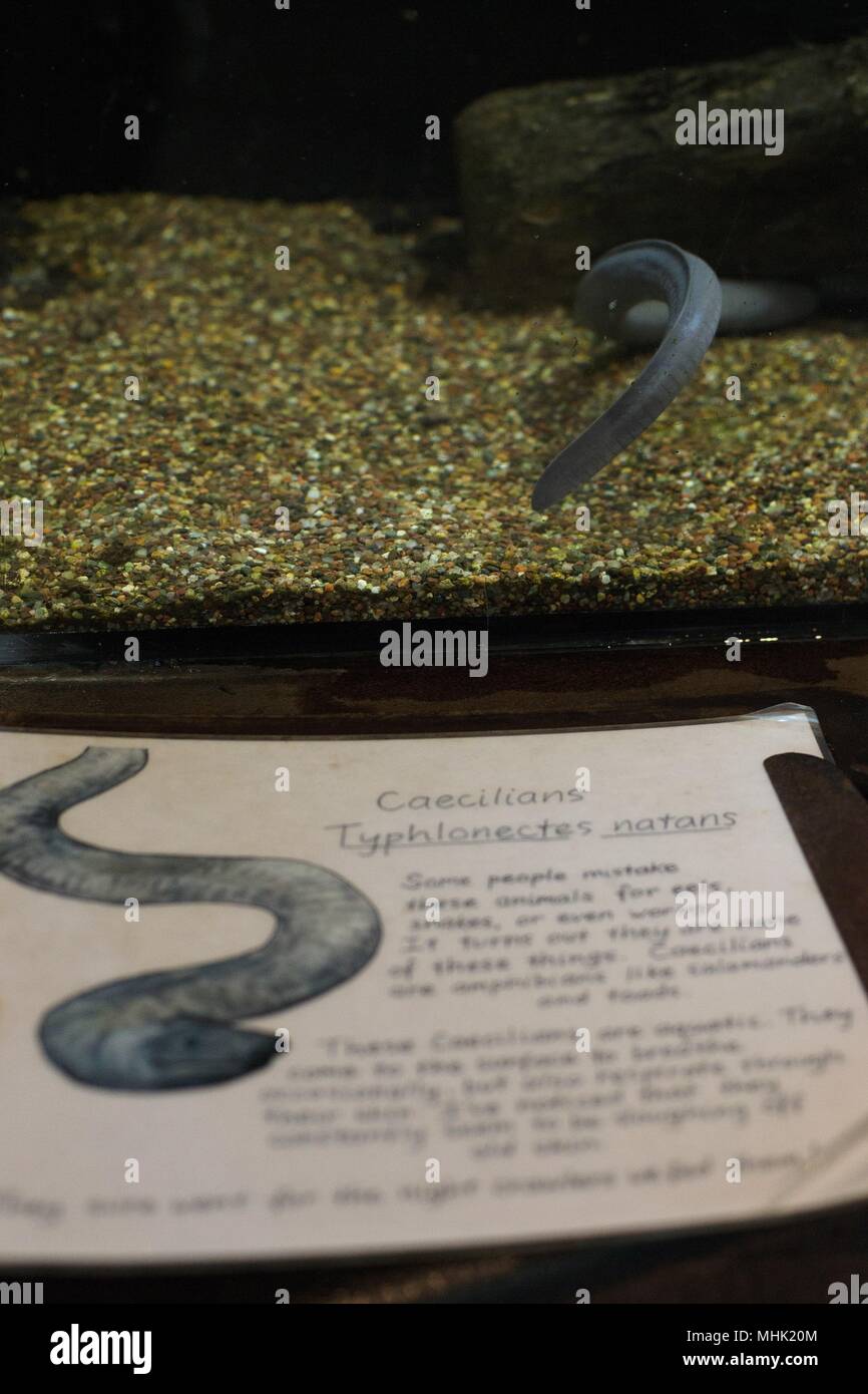 Typhlonectes natans Banque de photographies et d’images à haute ...