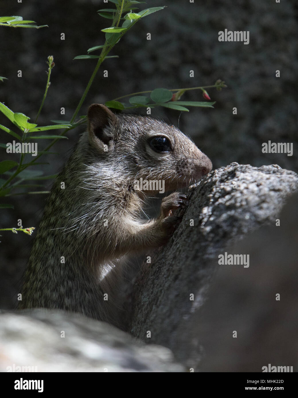 écureuil des rochers Banque de photographies et d’images à haute ...