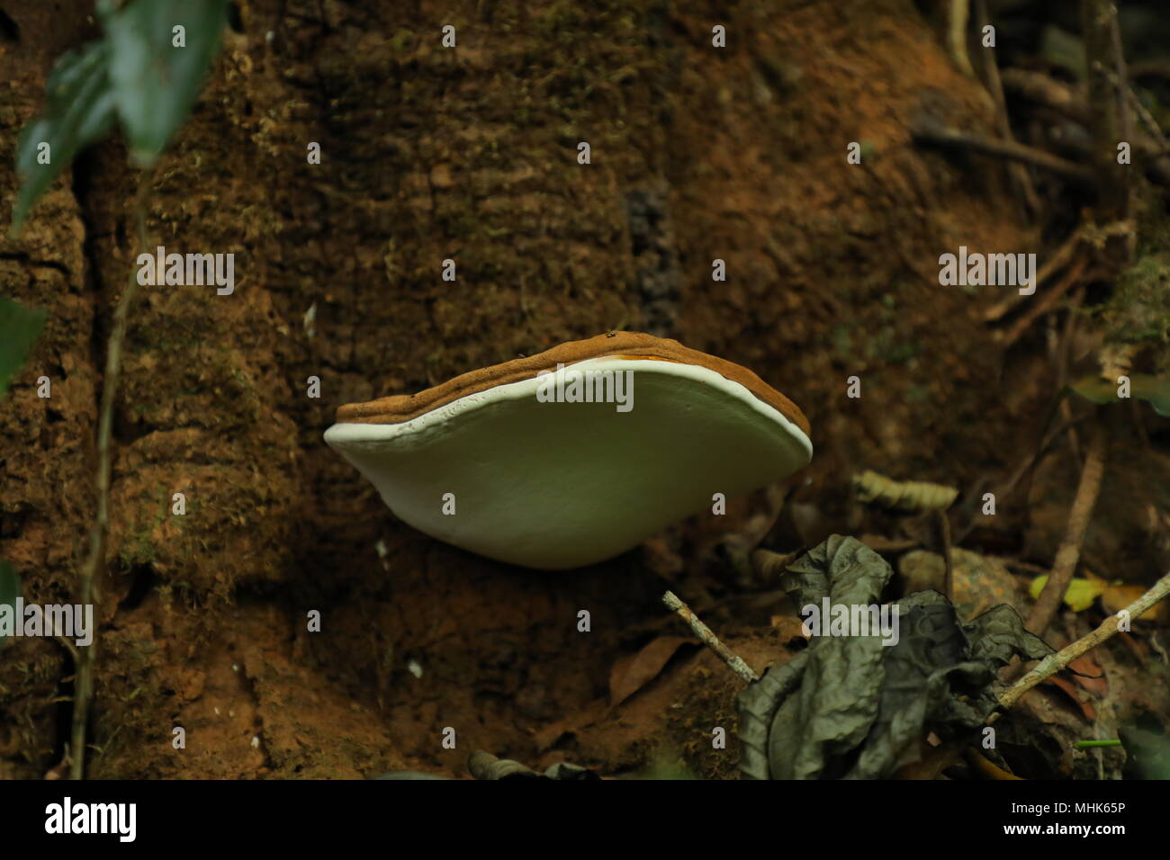 Les champignons sauvages de la forêt de forêt en pleine floraison au ...