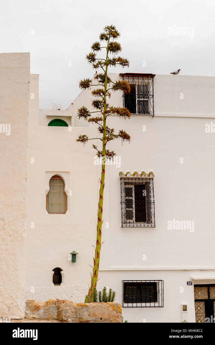 Architecture de Tanger, une grande ville au nord du Maroc. Elle est la ...