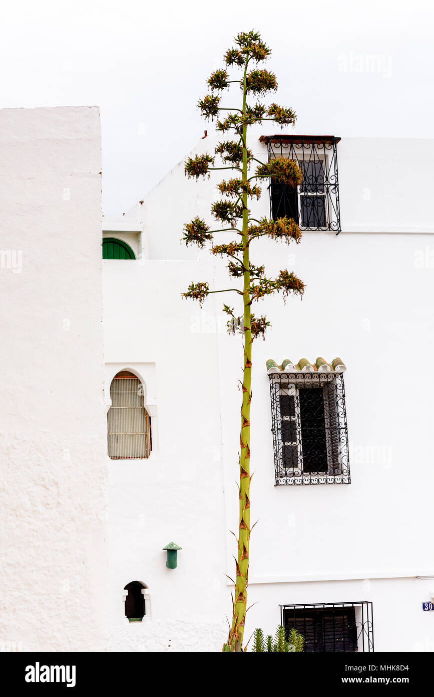 Architecture de Tanger, une grande ville au nord du Maroc. Elle est la ...