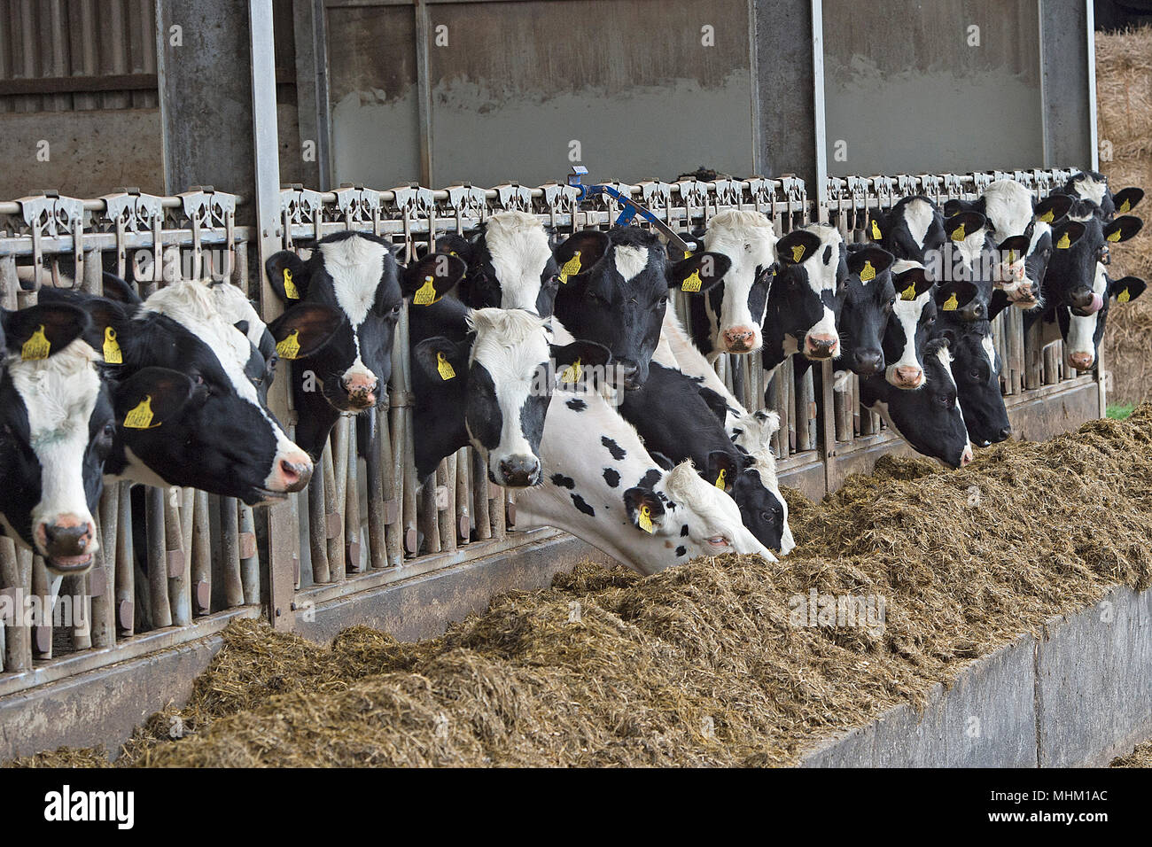 Vaches laitières eleveur Banque de photographies et d’images à haute résolution - Alamy