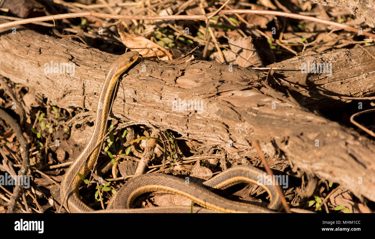 Serpents rampants au sol Banque de photographies et d’images à haute ...