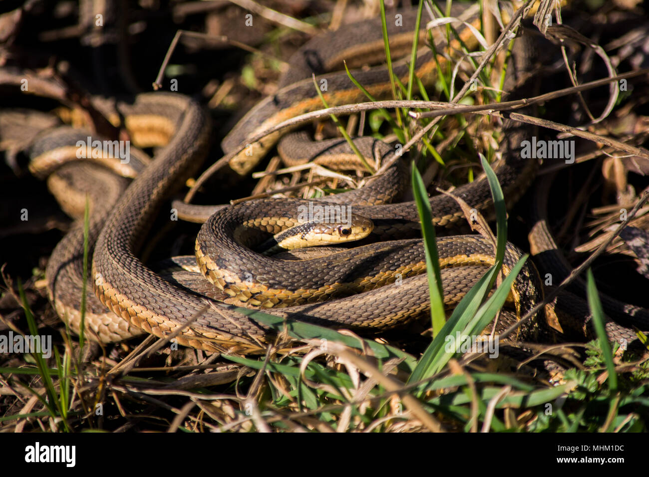 Serpents rampants au sol Banque de photographies et d’images à haute ...