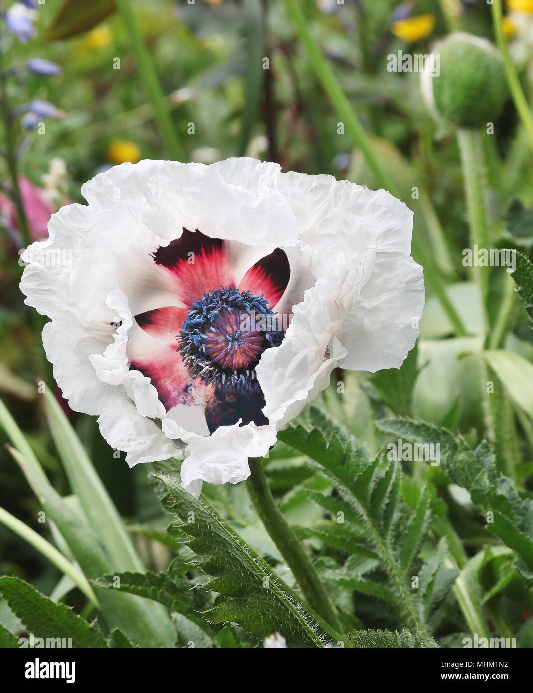 Coquelicot blanc Banque de photographies et d’images à haute résolution ...