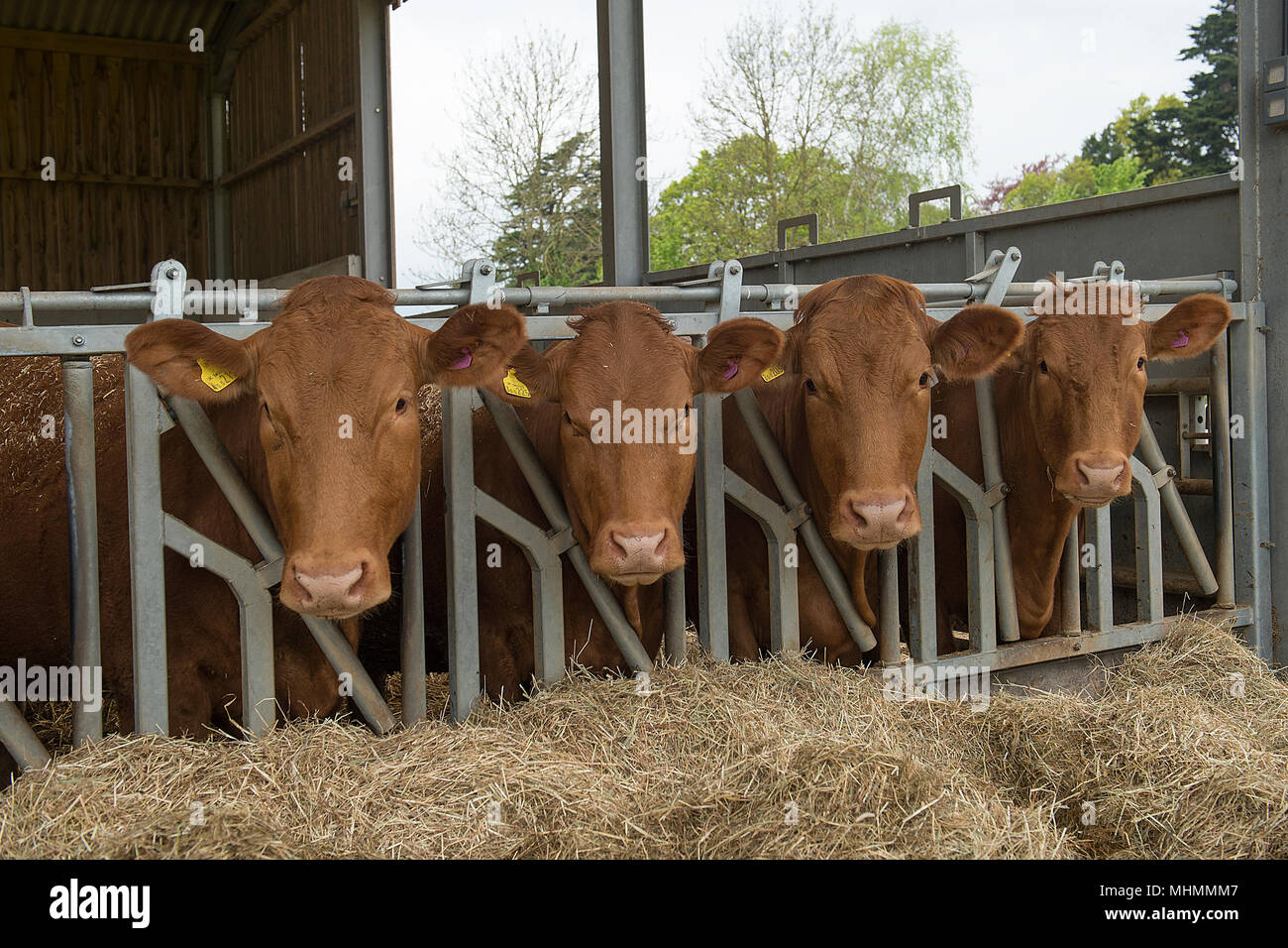 Beef cattle shed uk Banque de photographies et d’images à haute ...