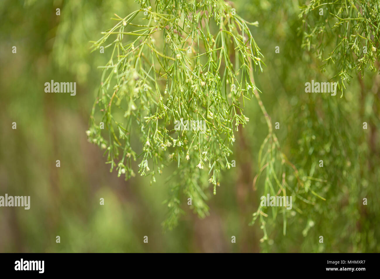La flore de Gran Canaria - plocama pendula, plante de la famille du ...