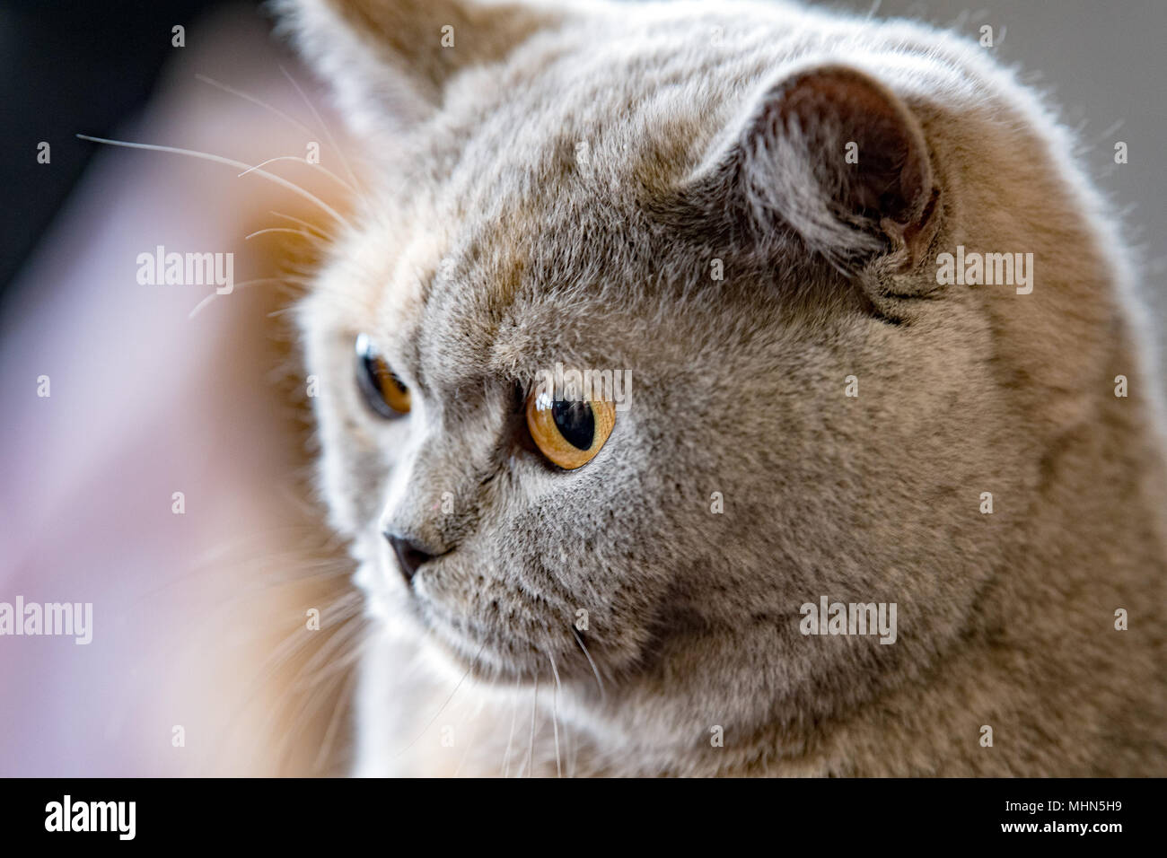 Chat chartreux Banque de photographies et d’images à haute résolution ...