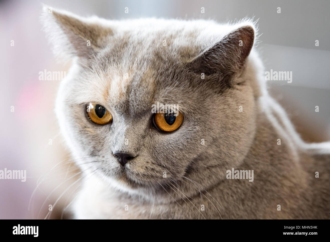 Chat chartreux Banque de photographies et d’images à haute résolution ...