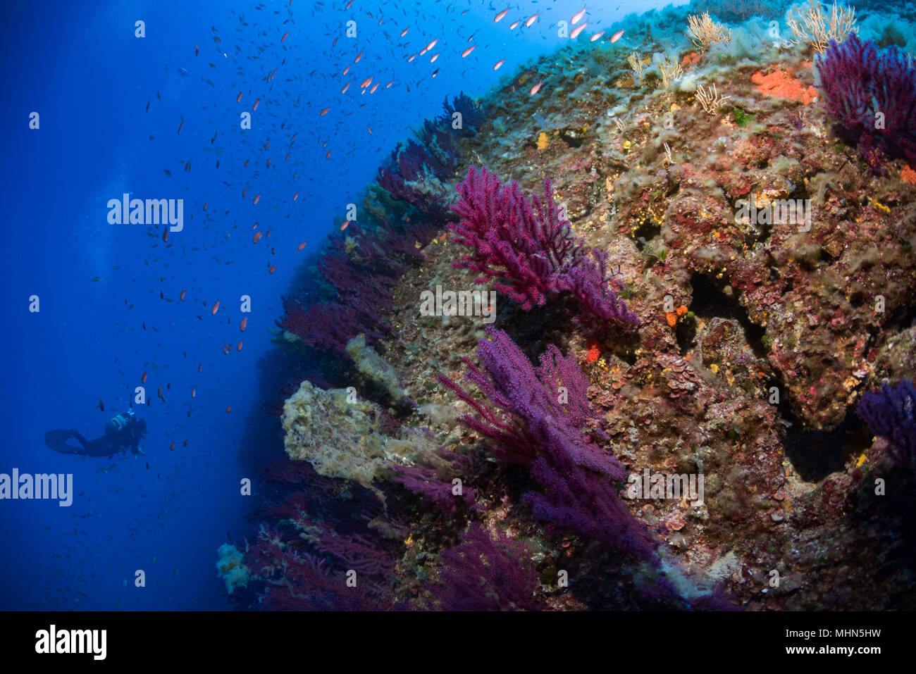 Plongée en Mer Méditerranée portofino marine park et célèbre en Italie ...