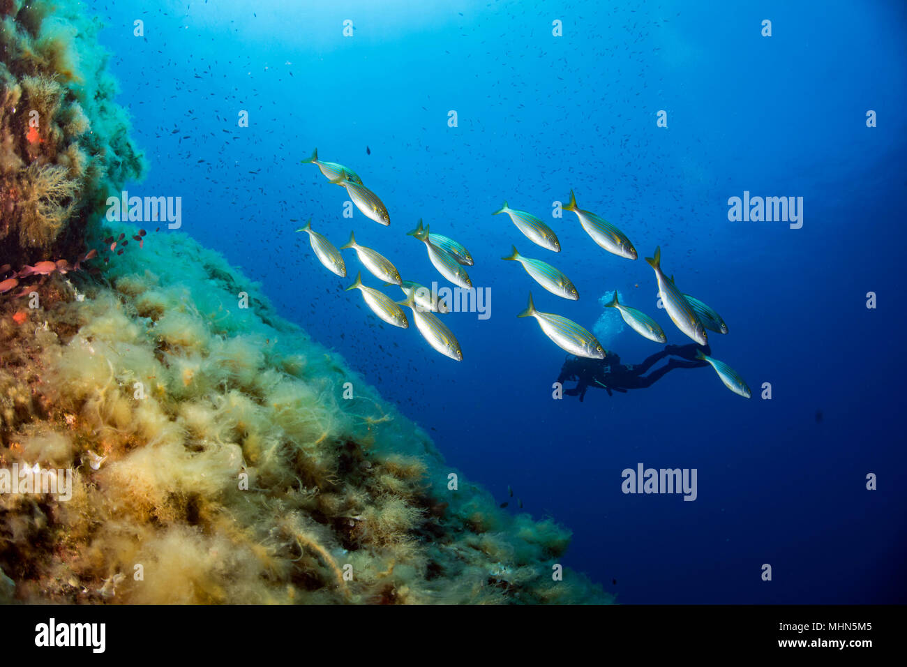 Plongée en Mer Méditerranée portofino marine park et célèbre en Italie ...