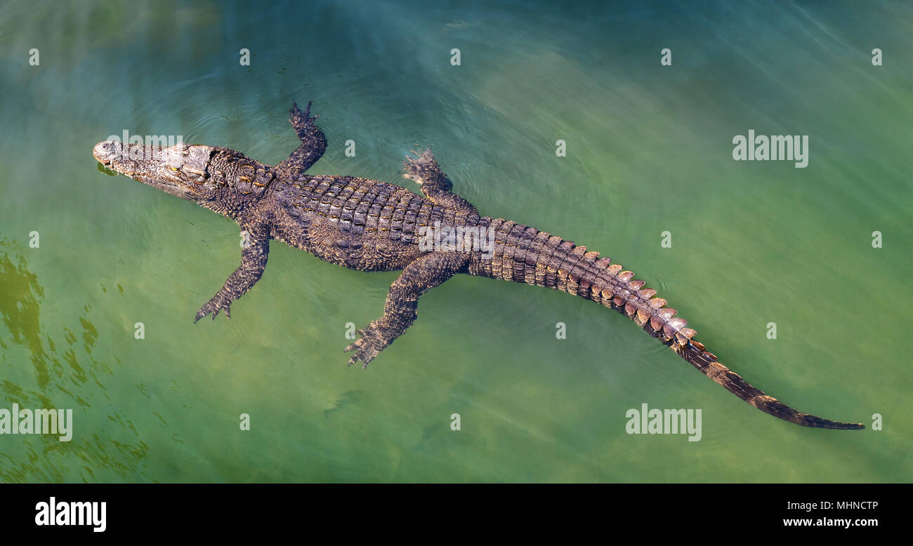 Crocodile en vert tropical Banque de photographies et d’images à haute ...
