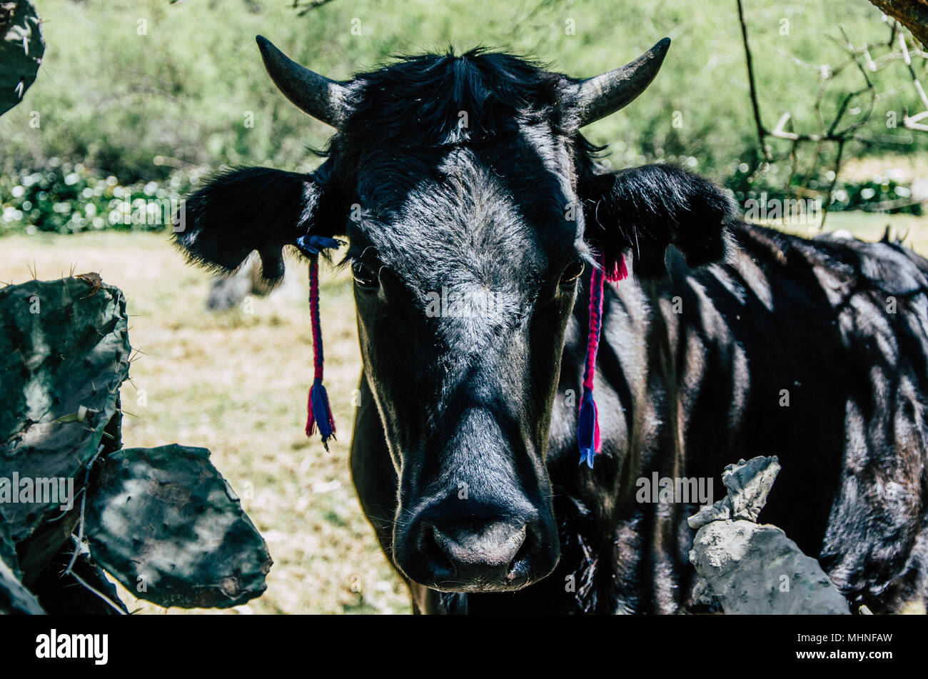 Vache noire et blanche avec des cornes Banque de photographies et d’images à haute résolution ...