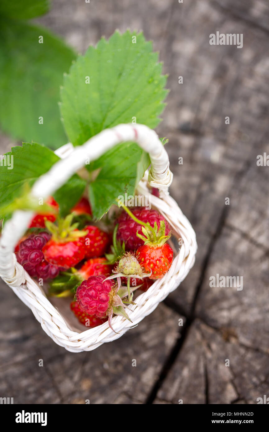 Un panier de fraises sauvages Banque de photographies et d’images à ...