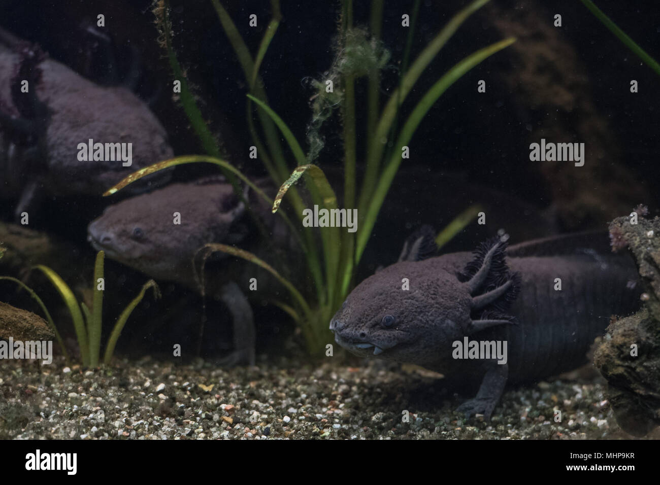 Salamandre albinos Banque de photographies et d’images à haute ...