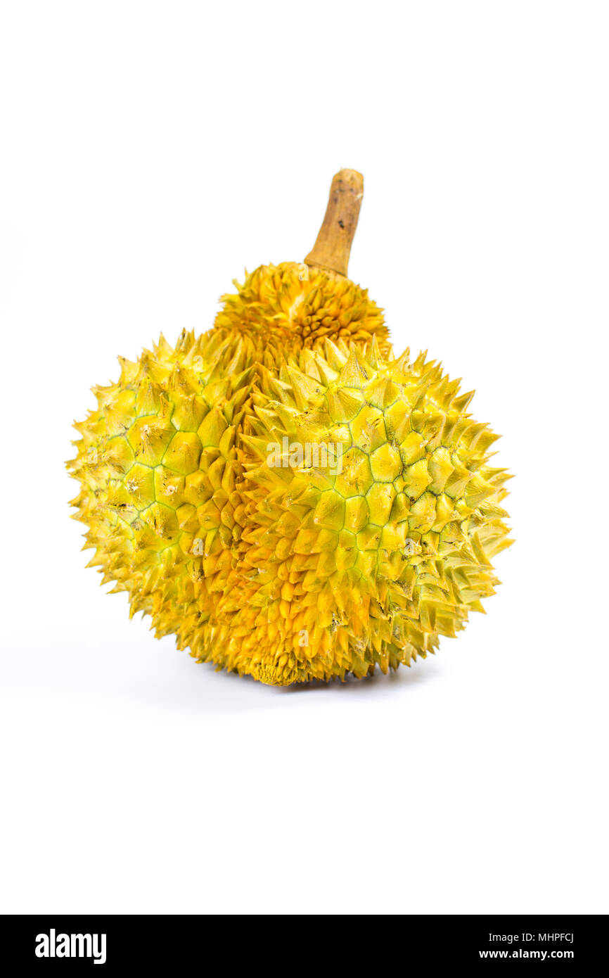 Arbre durian avec des fruits Banque d'images détourées - Alamy