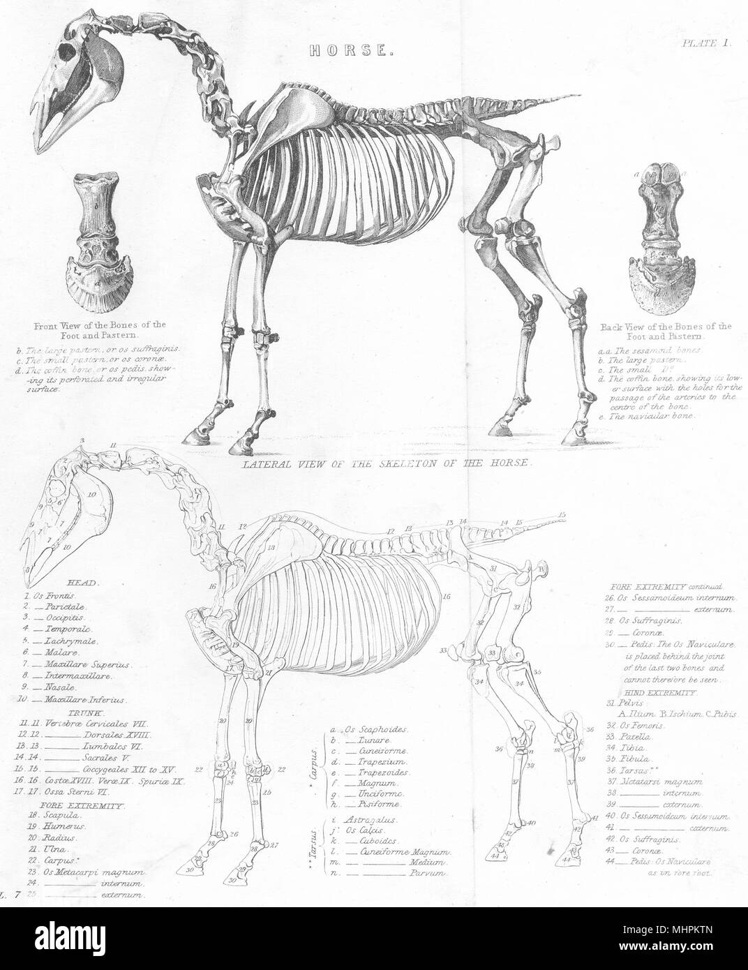 L'ANATOMIE. Cheval ; vue latérale du squelette du Cheval 1880 old print ...