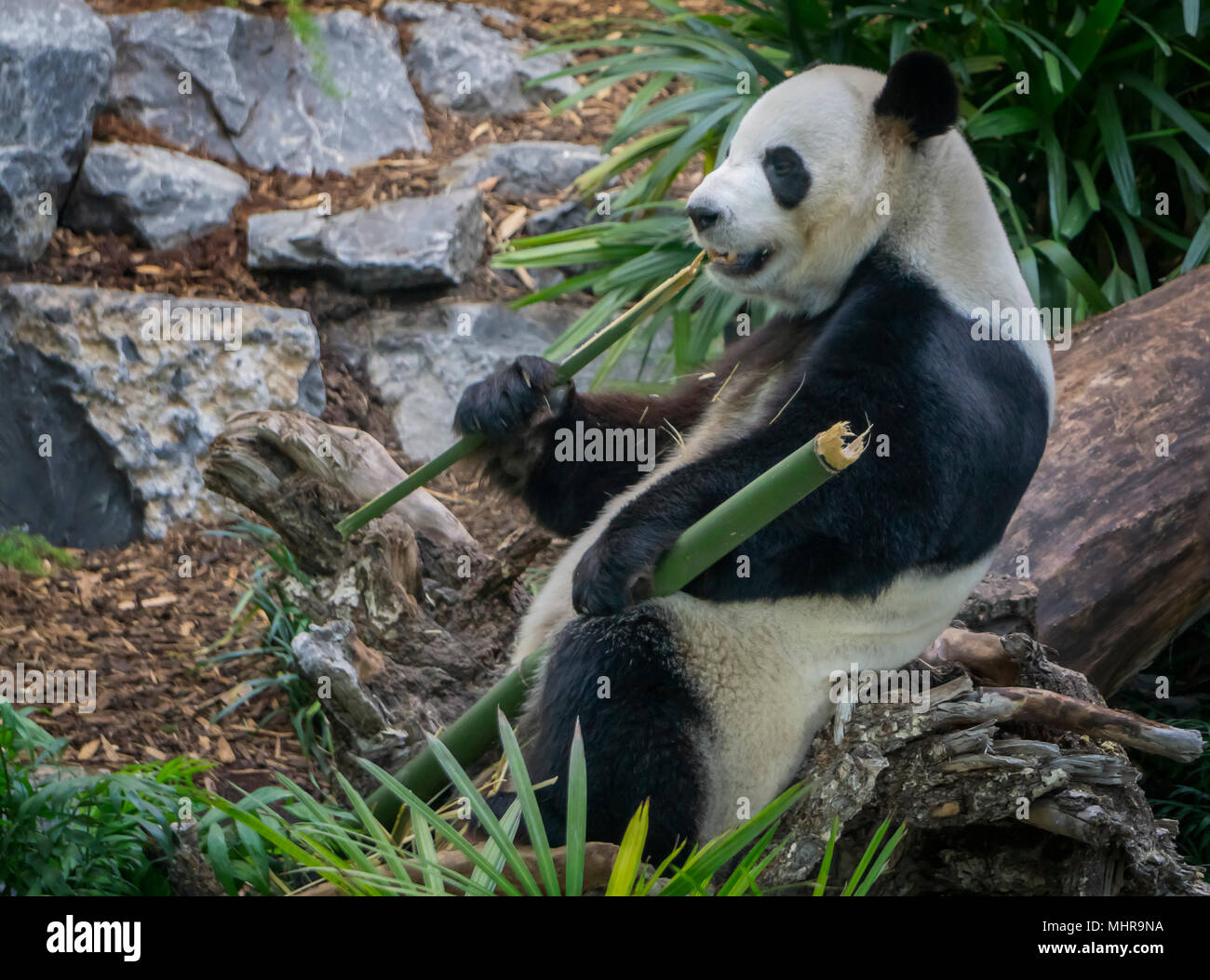 Portrait De Panda Banque d'image et photos - Alamy